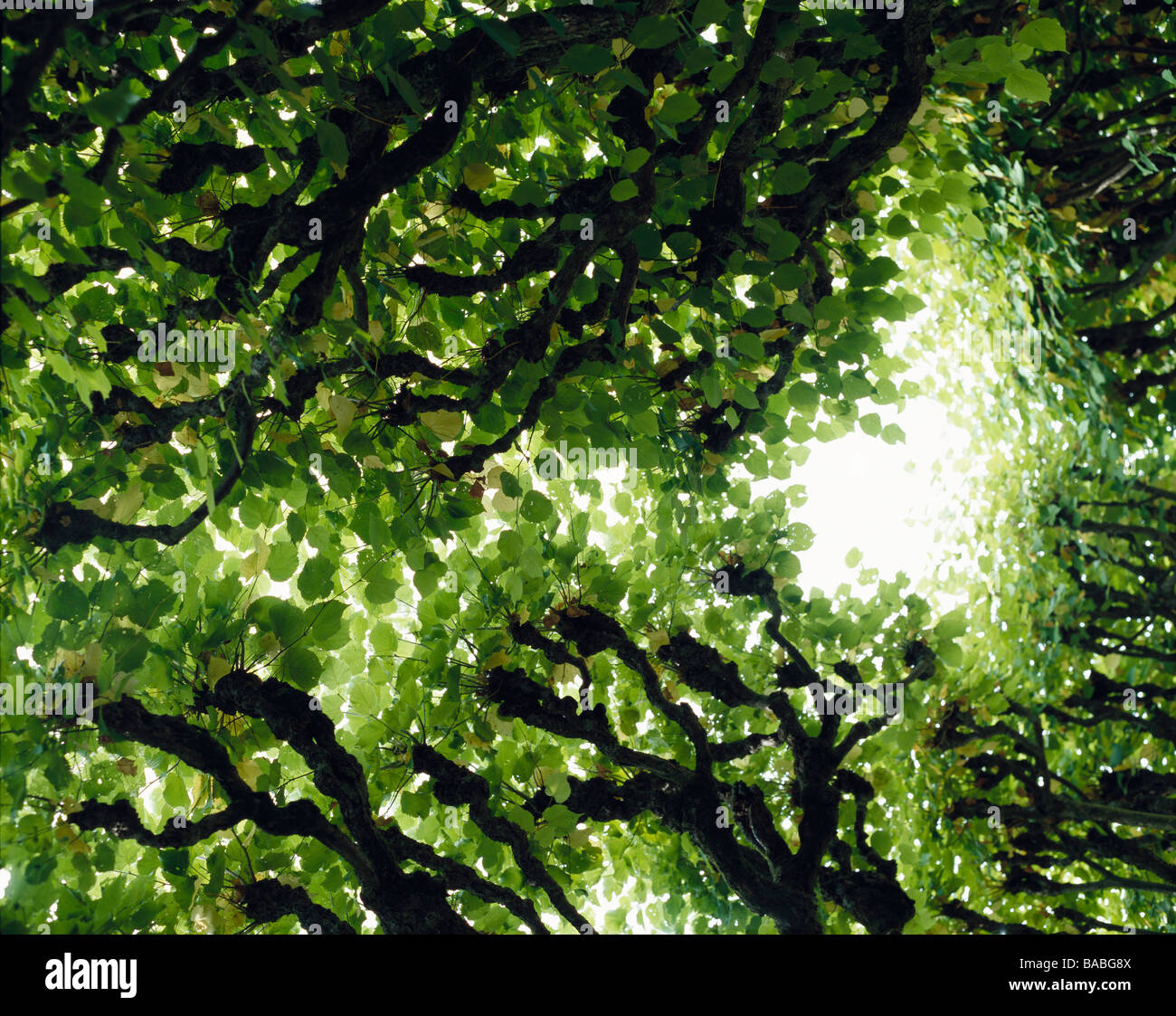 Green trees Sweden Stock Photo - Alamy