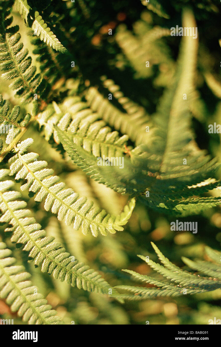 Swedish ferns hi-res stock photography and images - Alamy