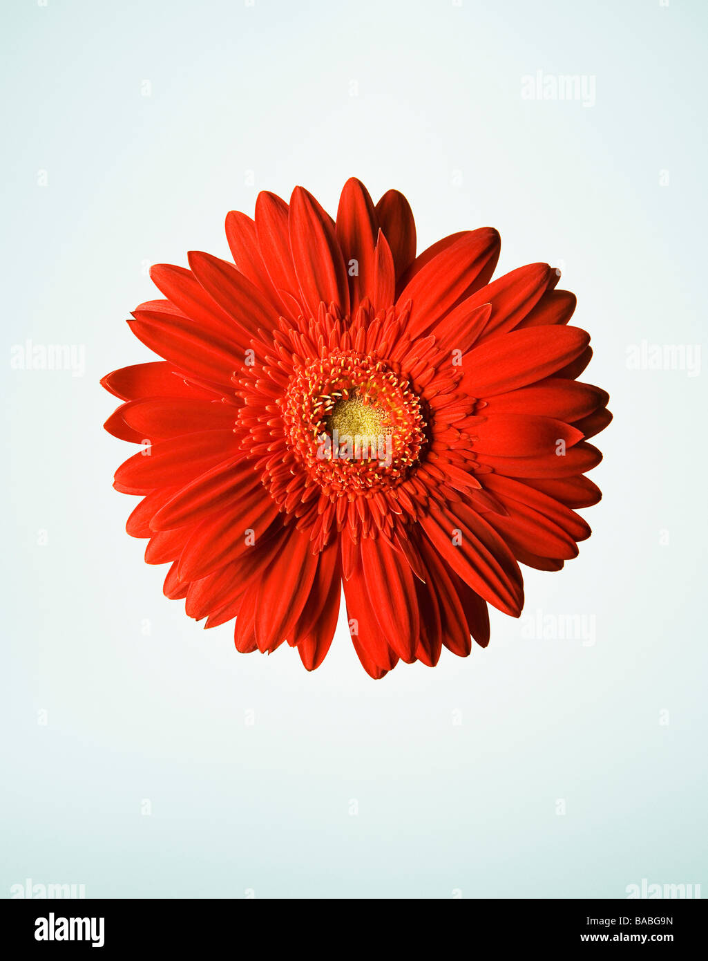 Gerbera plants hi-res stock photography and images - Alamy