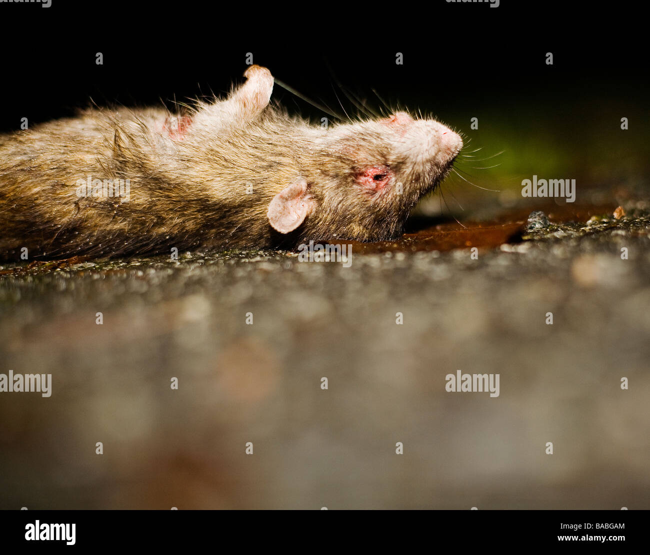 Dead rat outside hi-res stock photography and images - Alamy