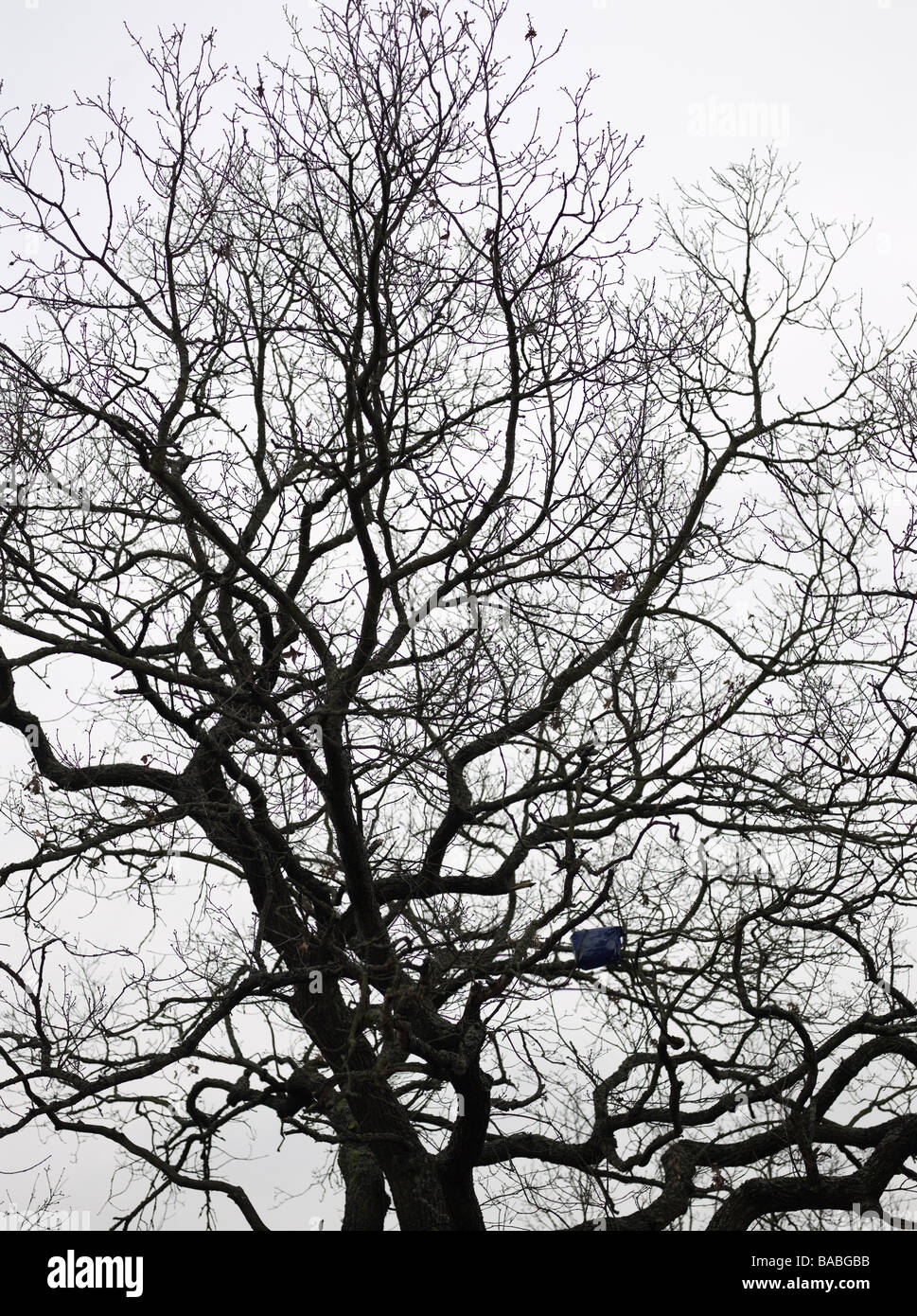 A tree Sweden Stock Photo - Alamy