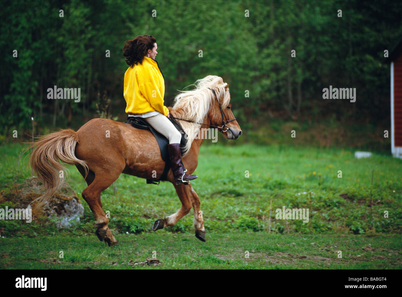 A woman riding a horse Sweden Stock Photo - Alamy