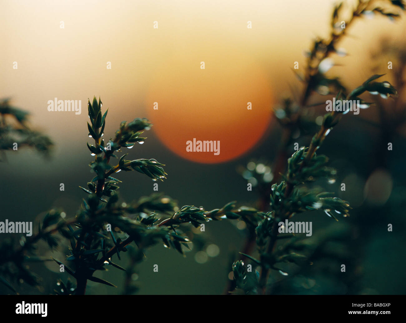 Dew on a juniper bush in sunset Stock Photo - Alamy