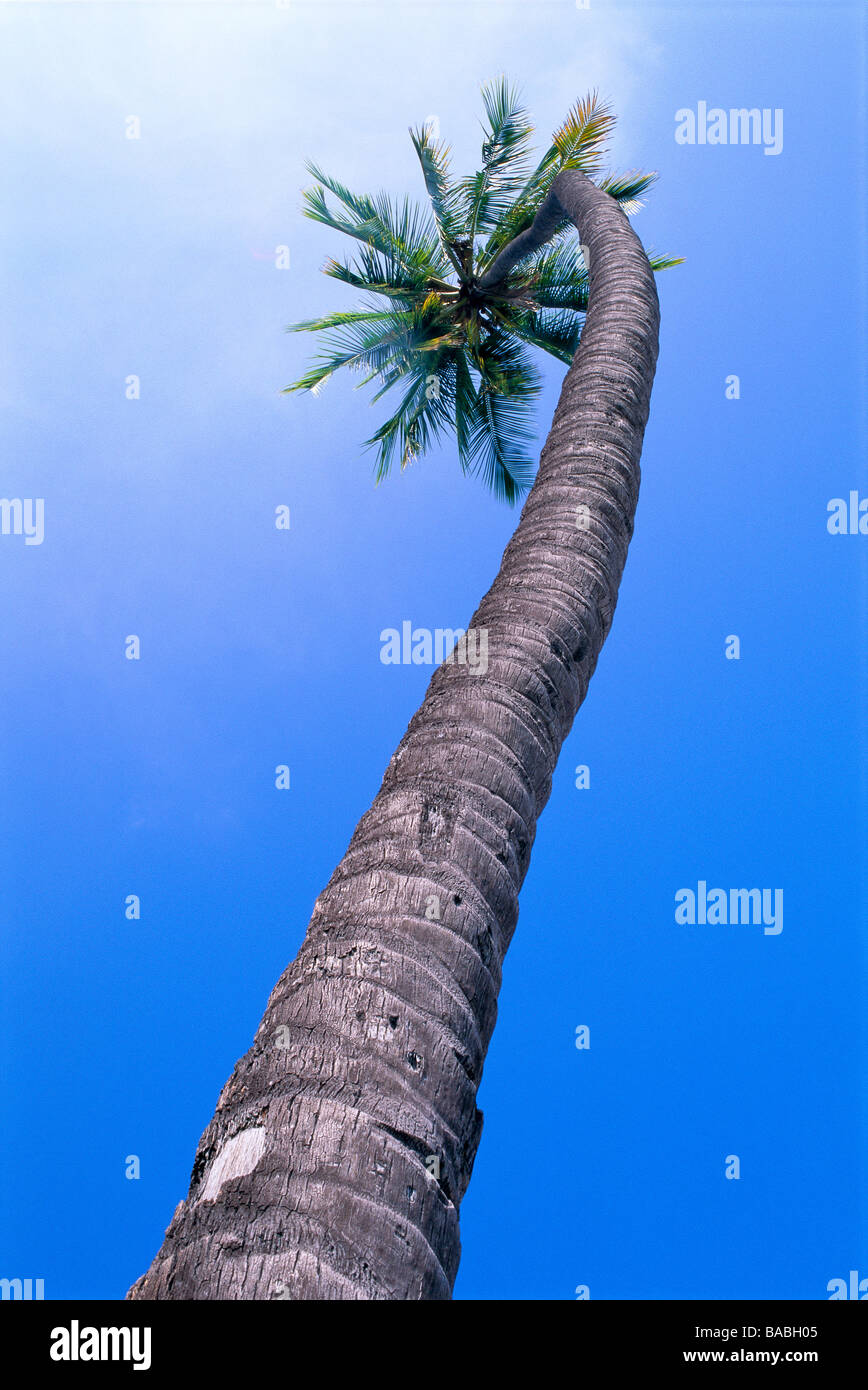 Coconut logs hi-res stock photography and images - Alamy