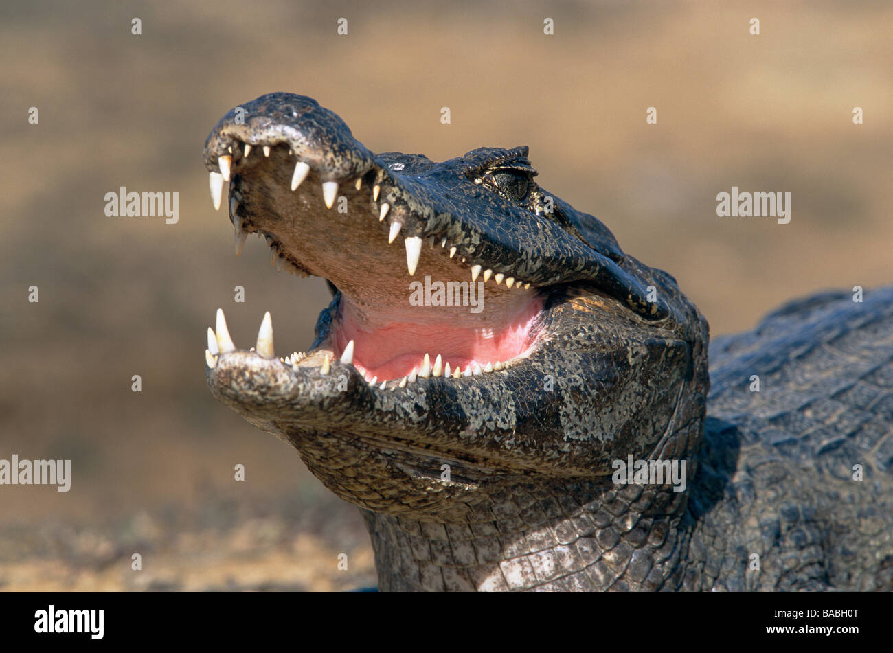Determining the color of teeth hi-res stock photography and images - Alamy