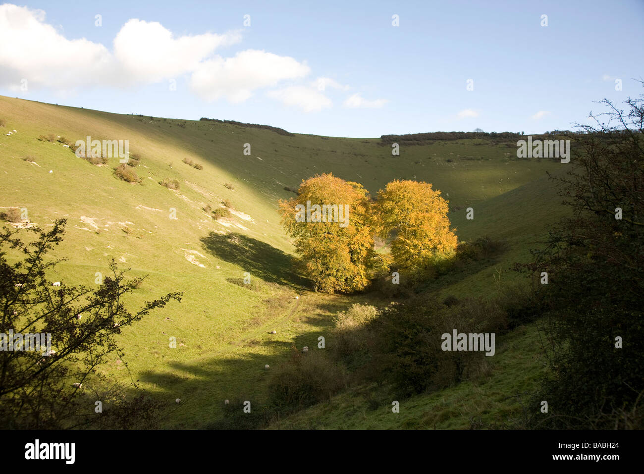 Two beech hi-res stock photography and images - Alamy