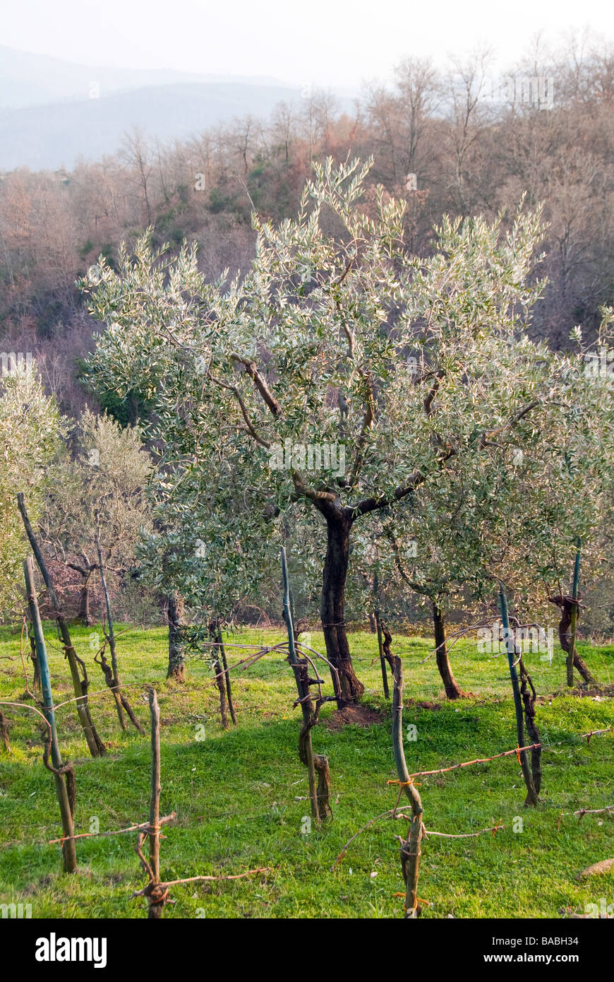 olive trees in spring an a typical Umbrian olive grove Stock Photo - Alamy
