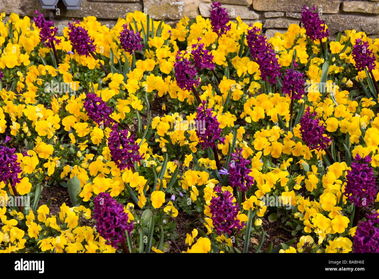 A bright Spring flower bed Stock Photo - Alamy