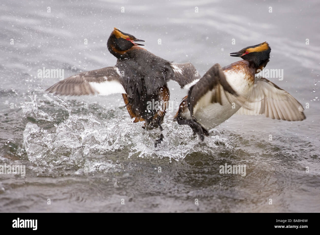 Two birds fighting Stock Photo - Alamy