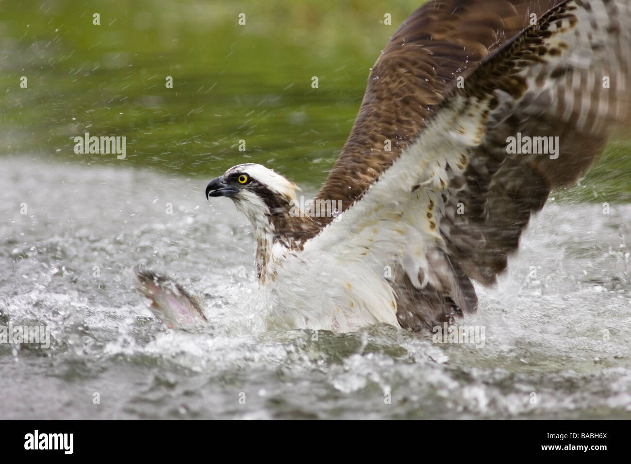 Fish hawk cathing fish Stock Photo - Alamy