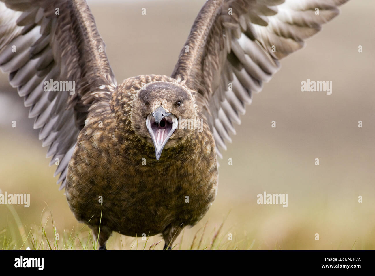 Bird of prey screaming Stock Photo - Alamy