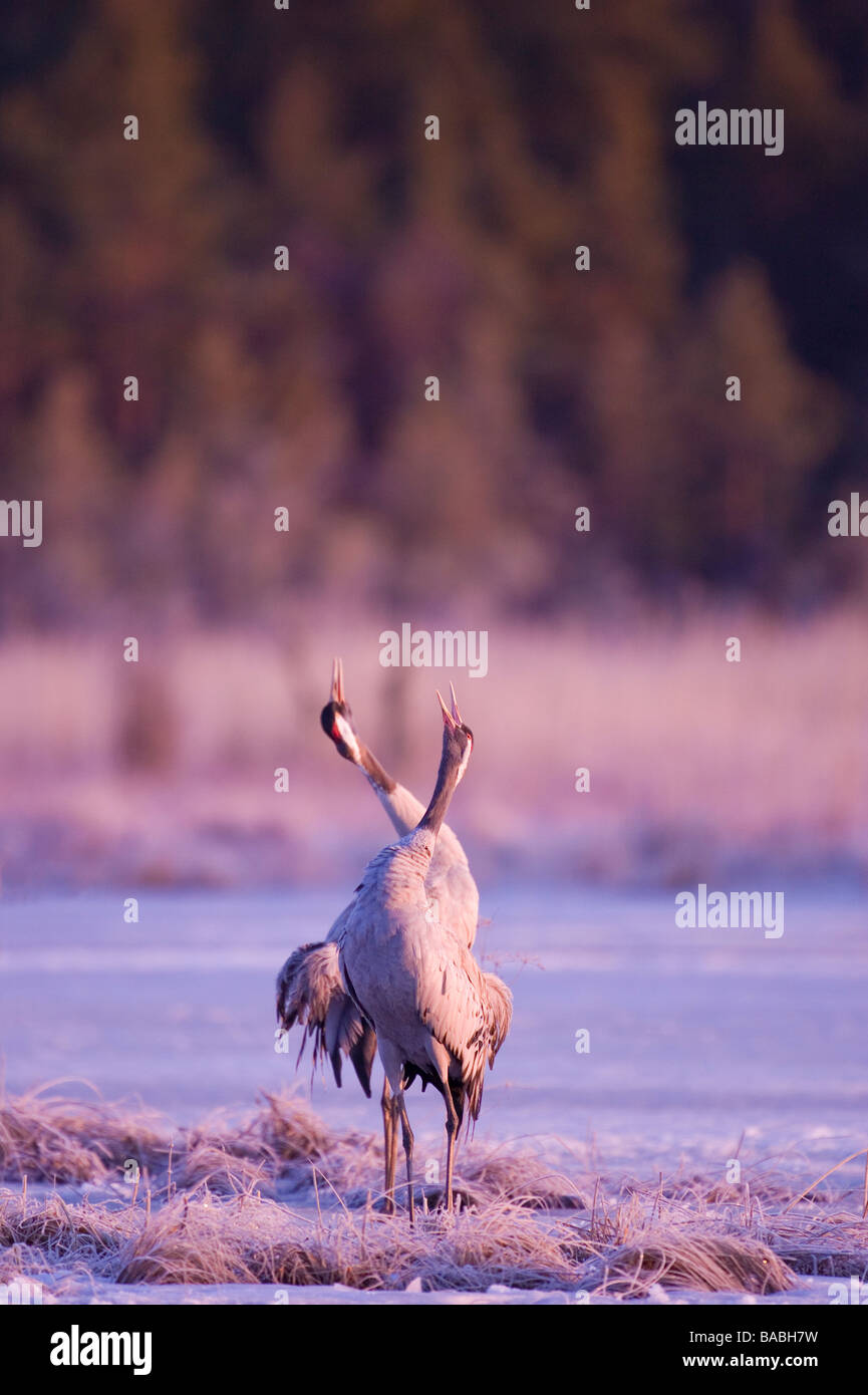 Screaming Crane High Resolution Stock Photography and Images - Alamy
