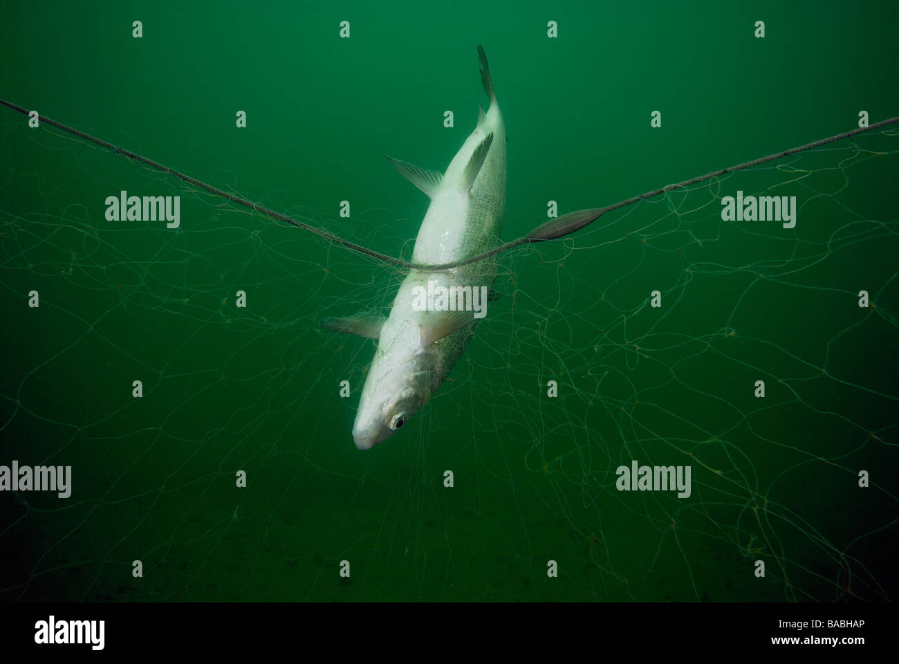 A fish caught in a net under water Stock Photo - Alamy