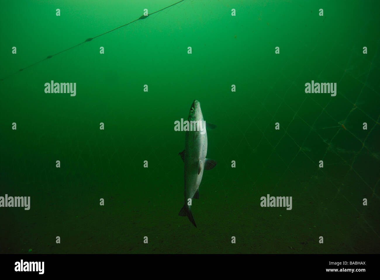 A fish caught in a net under water Stock Photo - Alamy