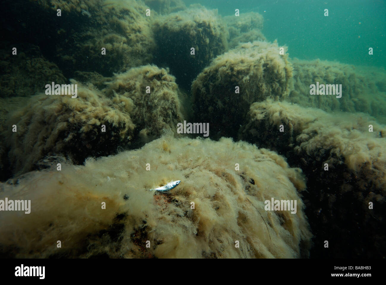 Eutrophication dead fish hi-res stock photography and images - Alamy
