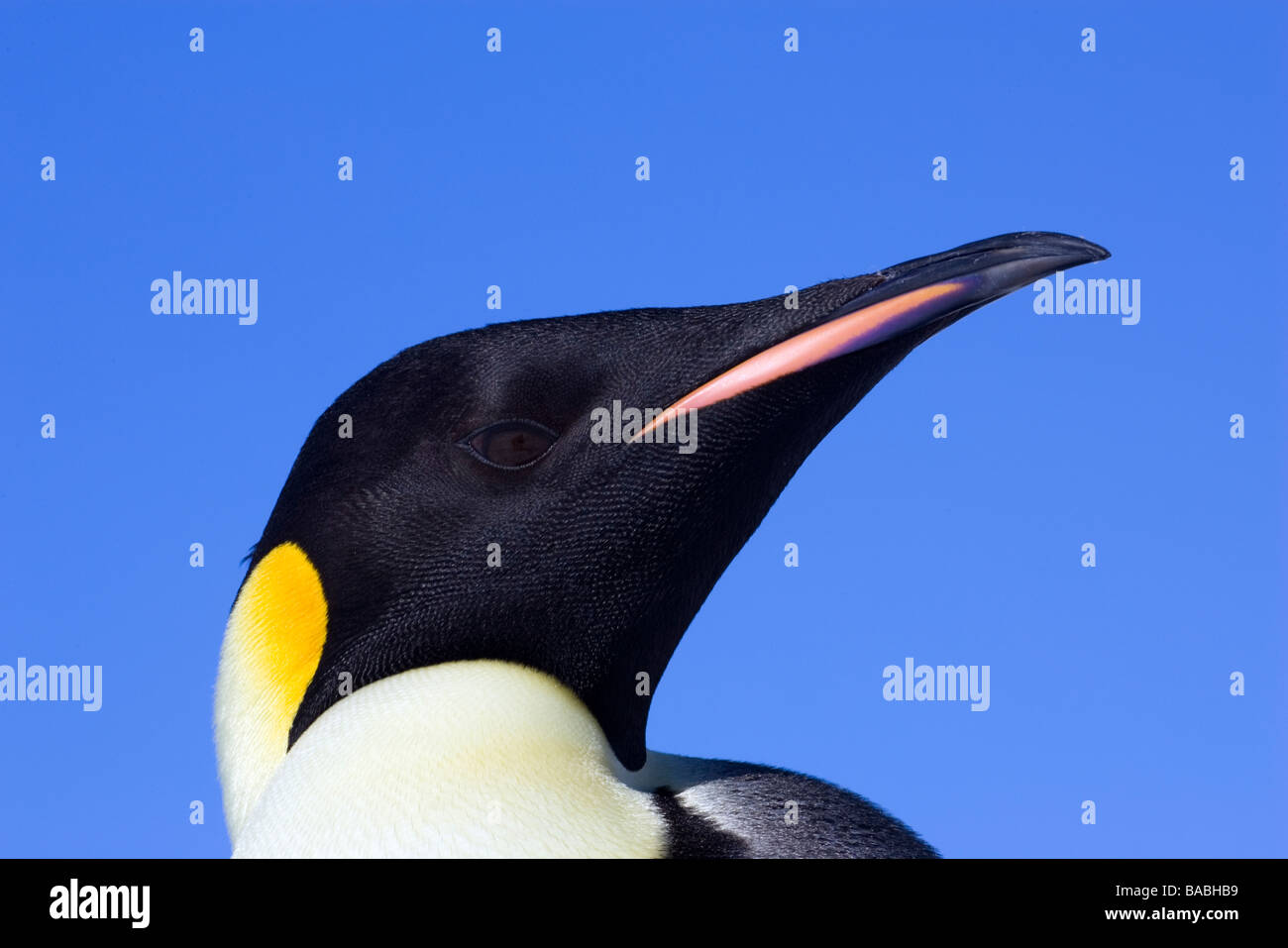 An emperor penguin close-up the Antarctic Stock Photo - Alamy
