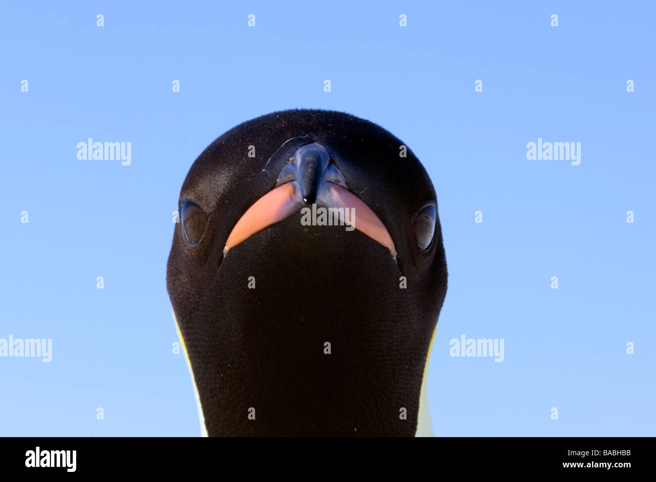 Fury birds hi-res stock photography and images - Alamy