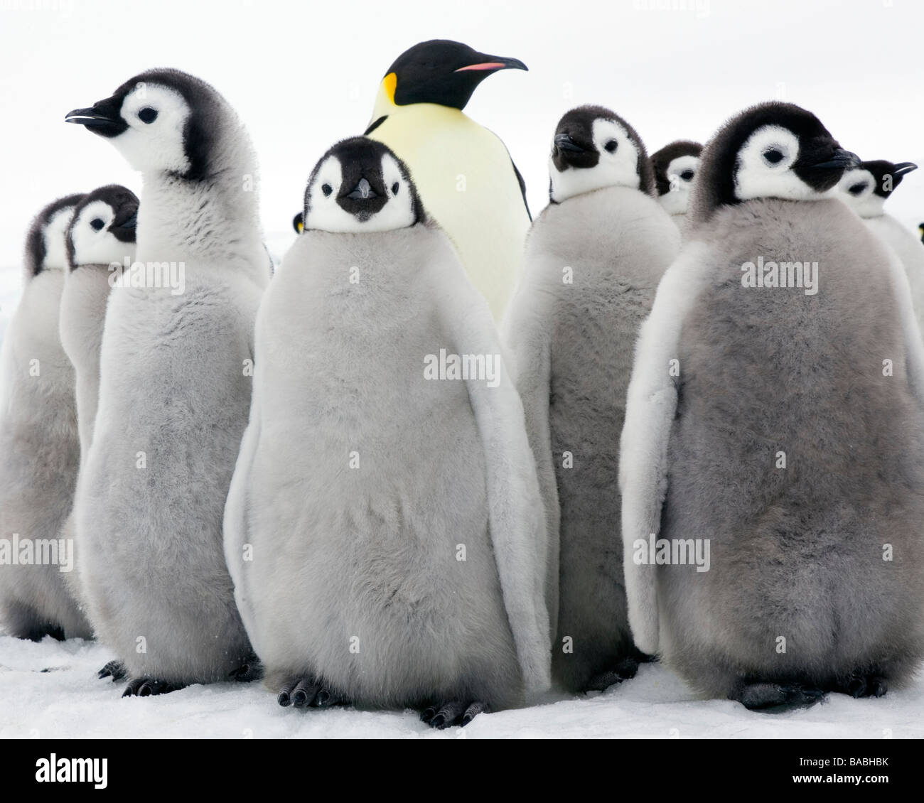 Empereor penguins young birds the Antarctic Stock Photo - Alamy