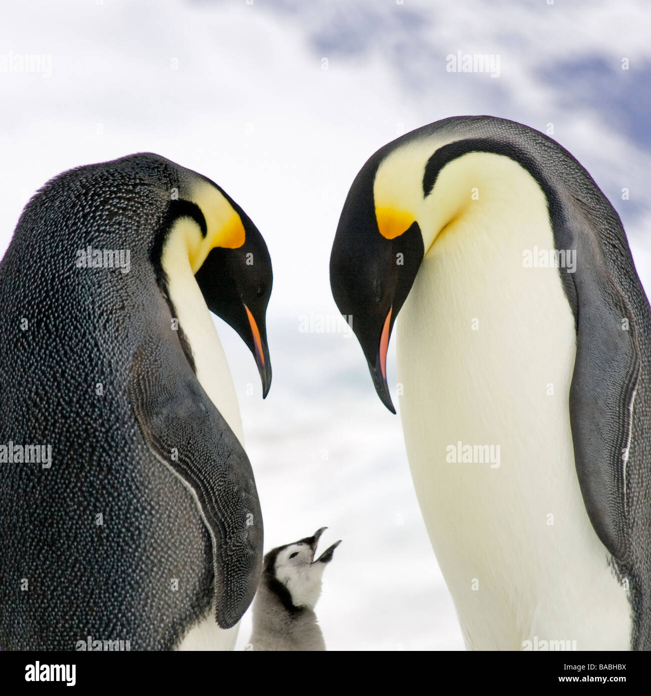 Two smaller birds hi-res stock photography and images - Alamy