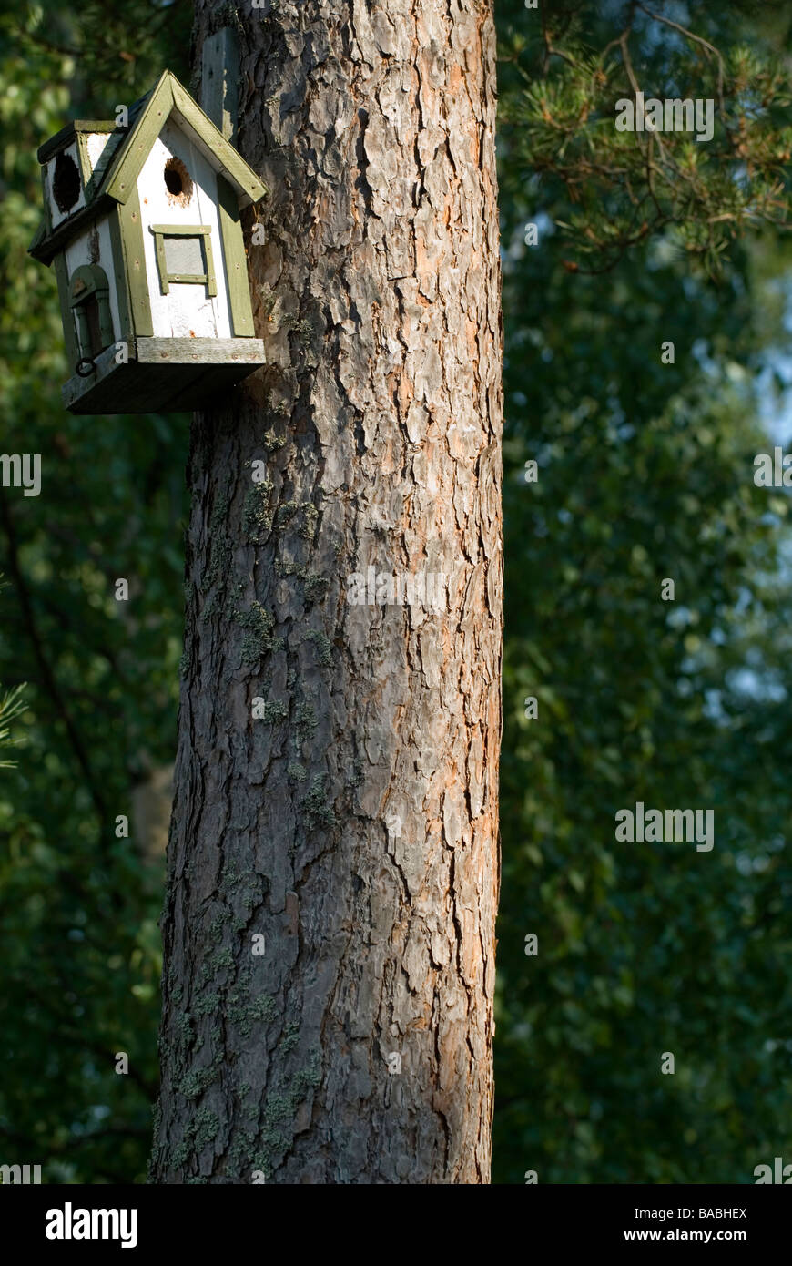 A nesting box in a tree Sweden Stock Photo - Alamy
