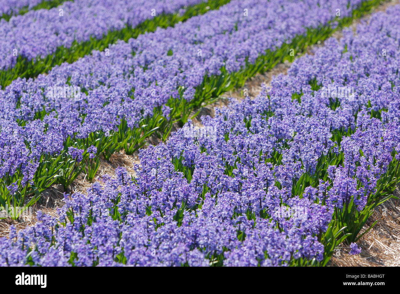Hyacinth, Flower fields, Lisse area, Netherlands Stock Photo - Alamy