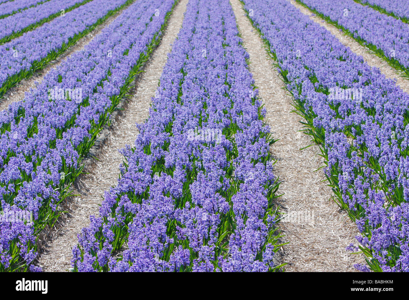 Lisse the netherlands hi-res stock photography and images - Alamy