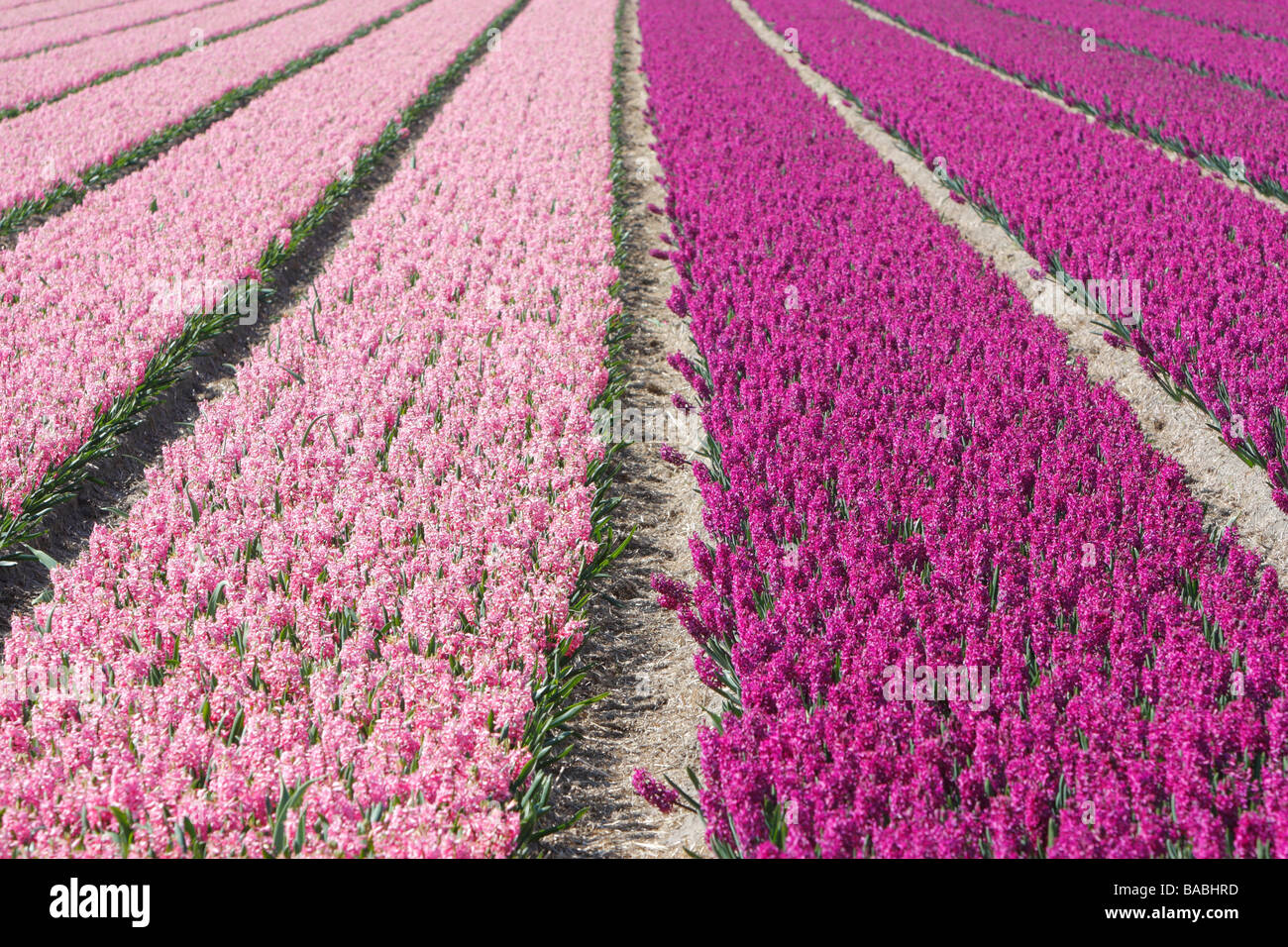 Hyacinth, Flower fields, Lisse area, Netherlands Stock Photo - Alamy