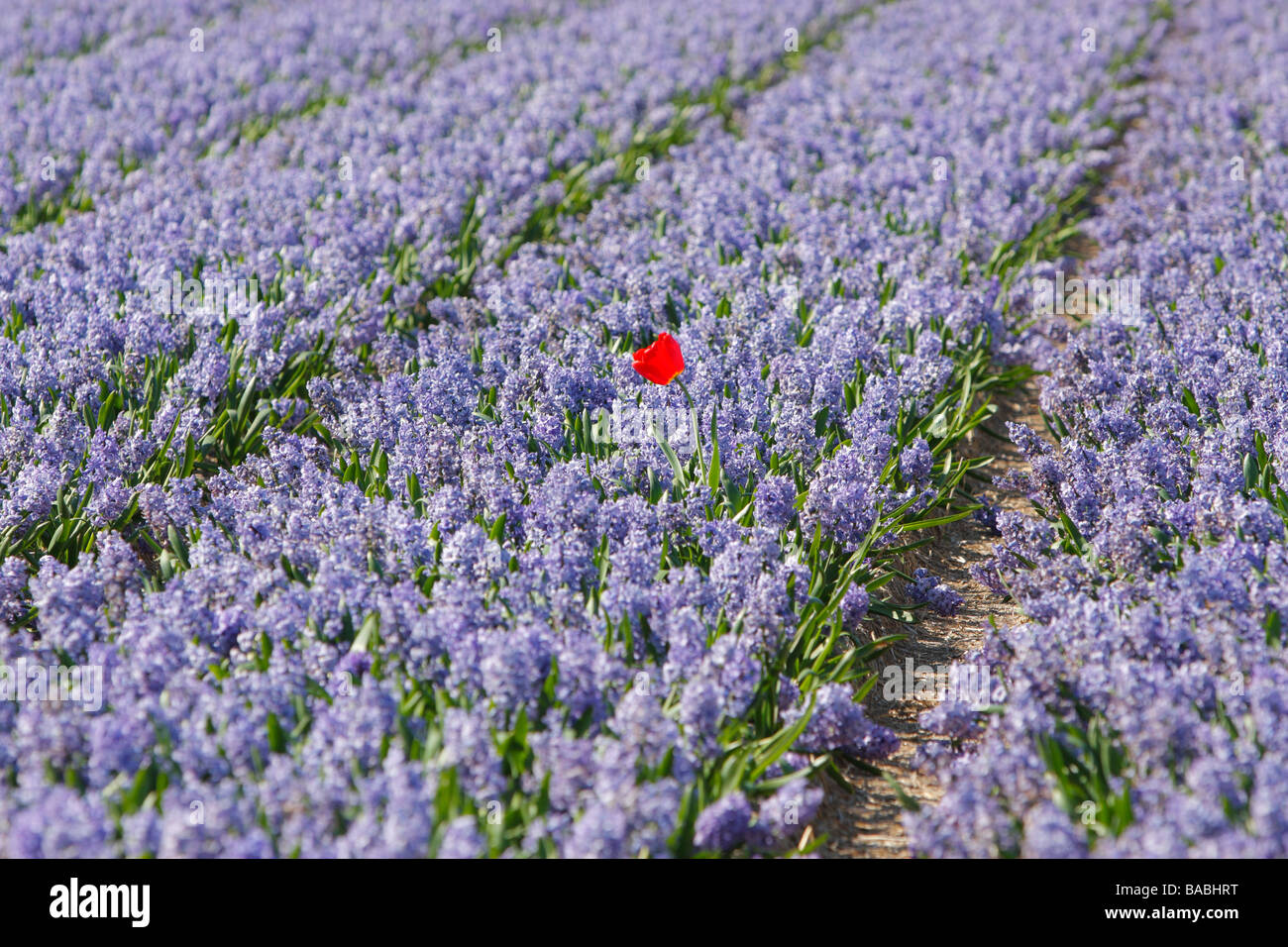 Hyacinth, Flower fields, Lisse area, Netherlands Stock Photo - Alamy
