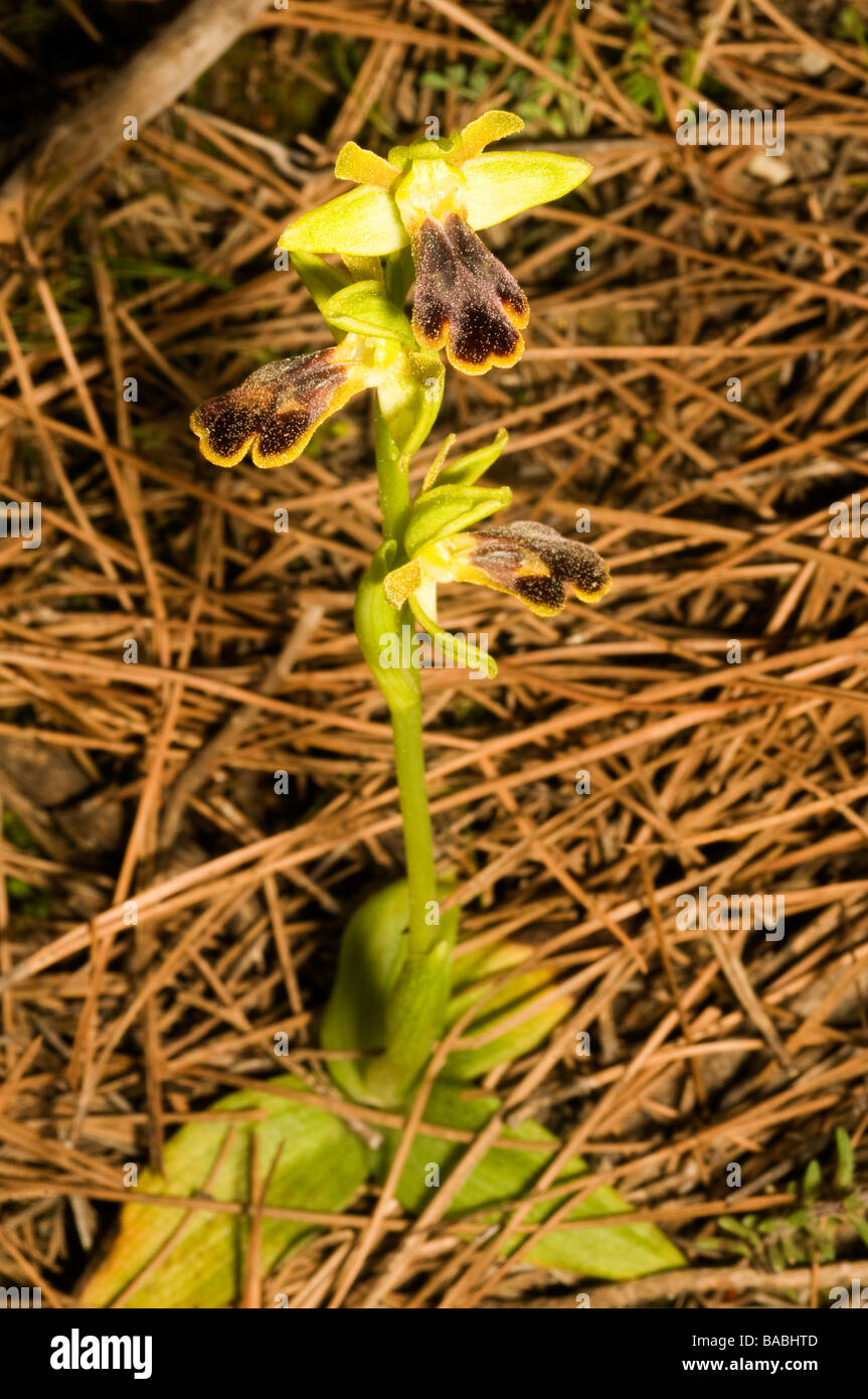 Bee orchid, Ophrys lutea, Mugla Turkey April 2009 Stock Photo - Alamy