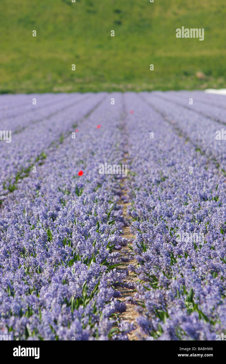 Hyacinth, Flower fields, Lisse area, Netherlands Stock Photo - Alamy
