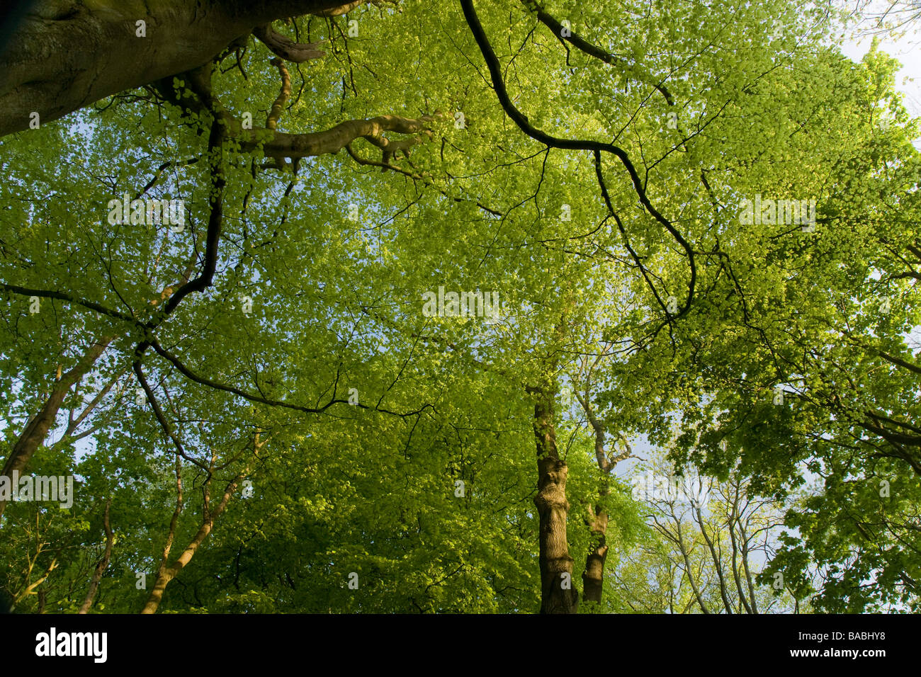 Tree canopy in woods early spring hi-res stock photography and images ...