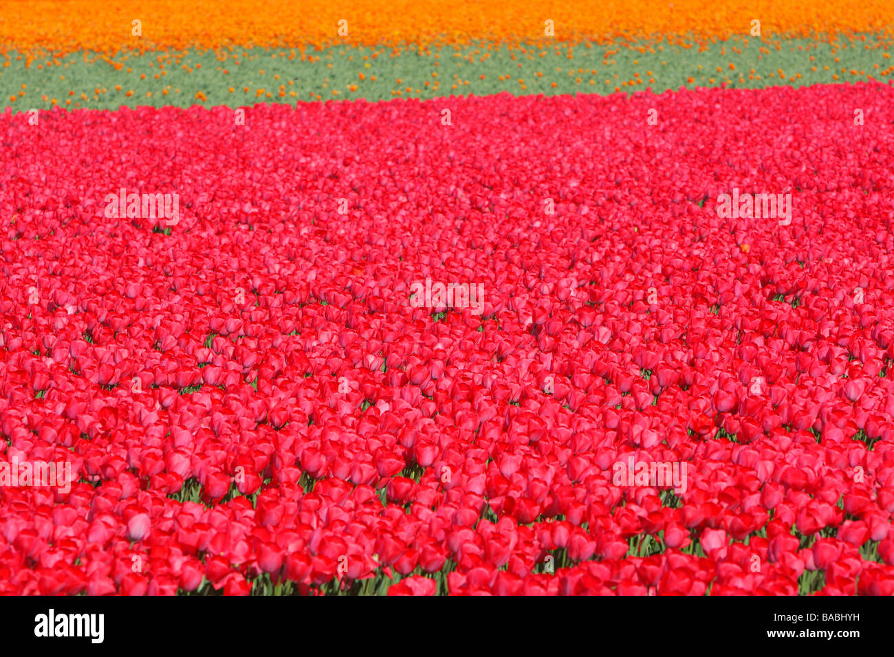 Fields of tulips, Town of Lisse area, Netherlands Stock Photo - Alamy