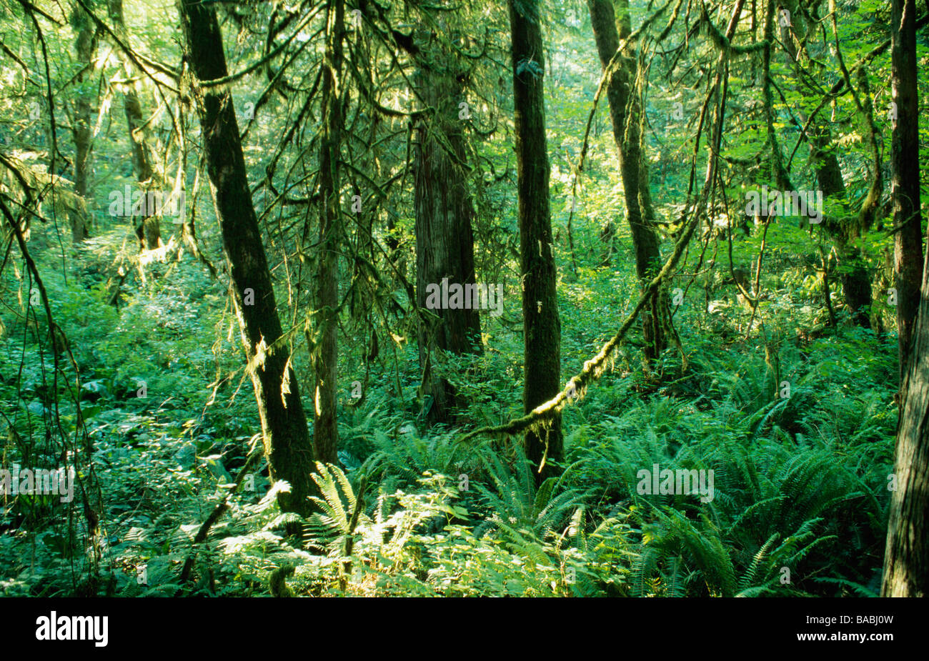 Trees in forest Stock Photo - Alamy