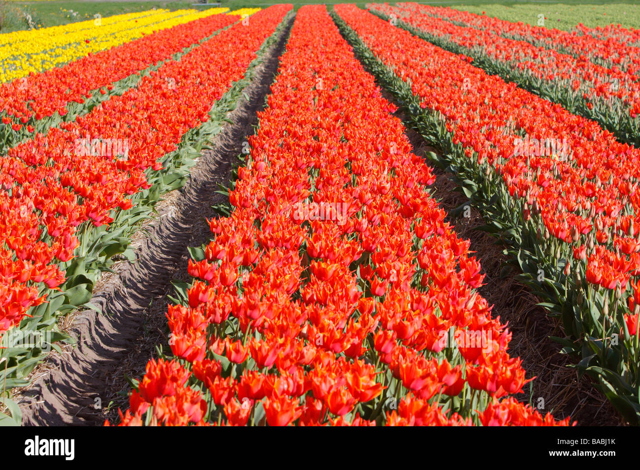 Fields of tulips, Town of Lisse area, Netherlands Stock Photo - Alamy