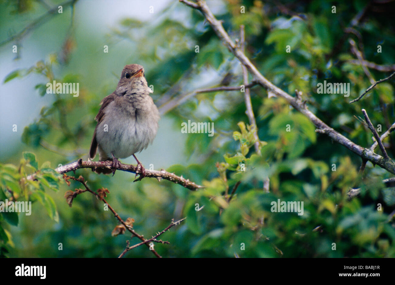 Bird perched on branch Stock Photo - Alamy
