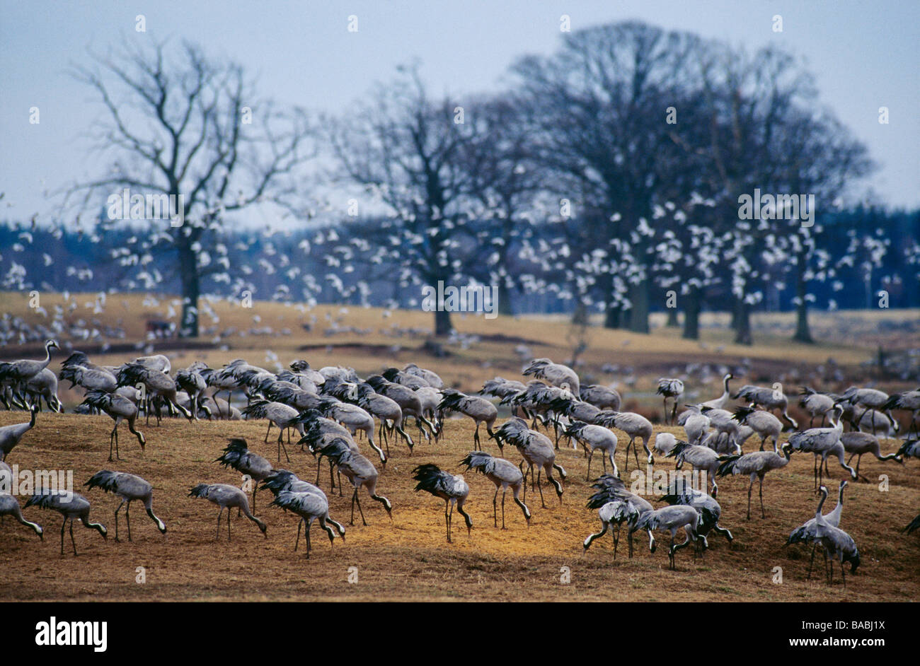 Birds feeding in field Stock Photo - Alamy