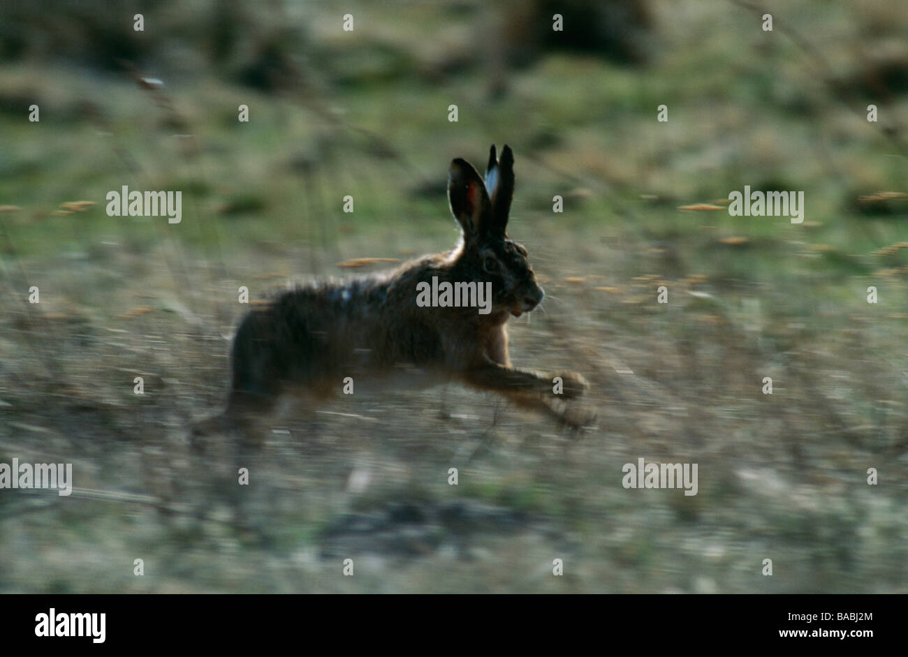 Side view running rabbit hi-res stock photography and images - Alamy