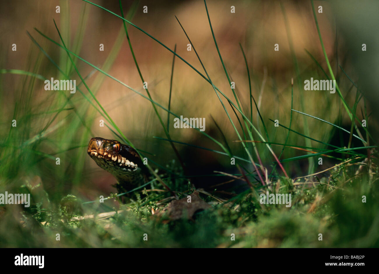 Scandinavian Snakes High Resolution Stock Photography and Images - Alamy