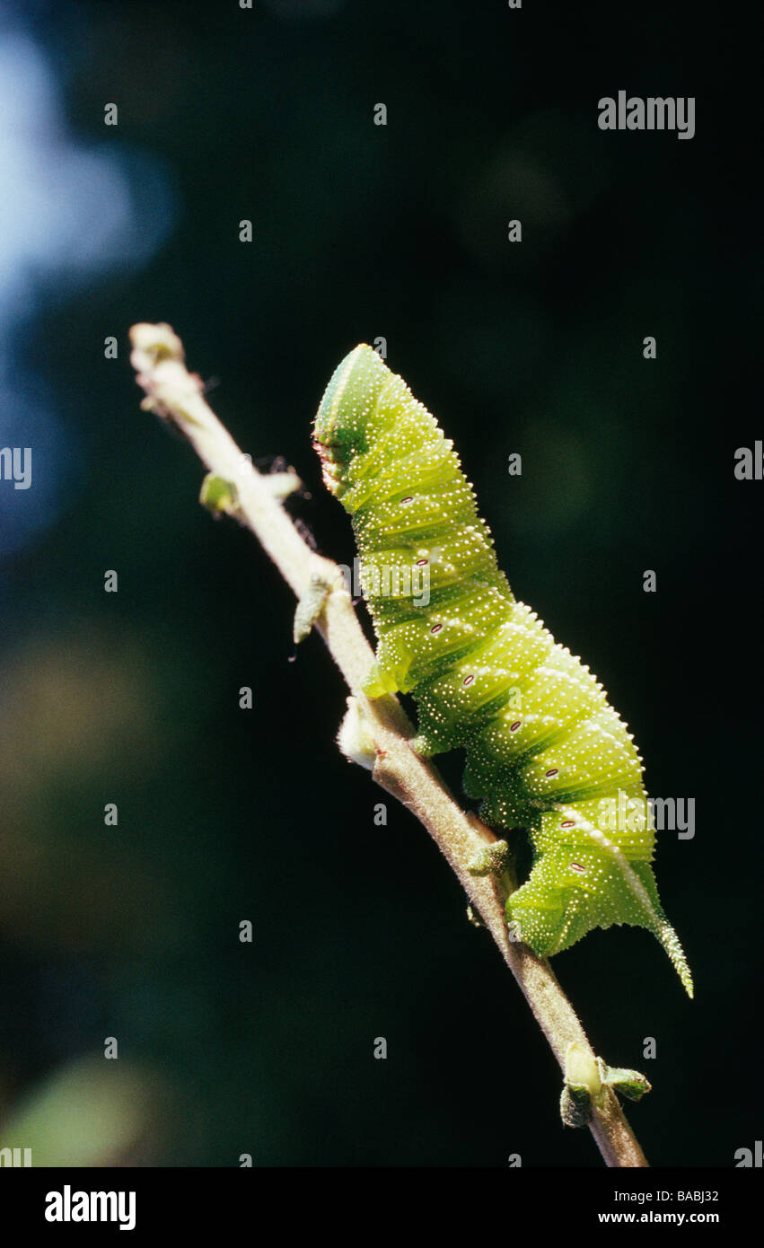 Insect on branch Stock Photo - Alamy