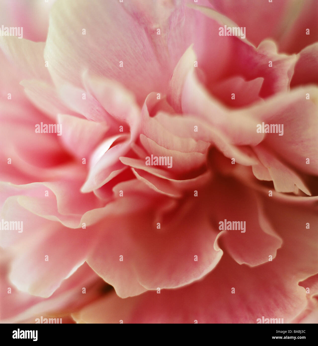 Pink flower close-up Stock Photo - Alamy