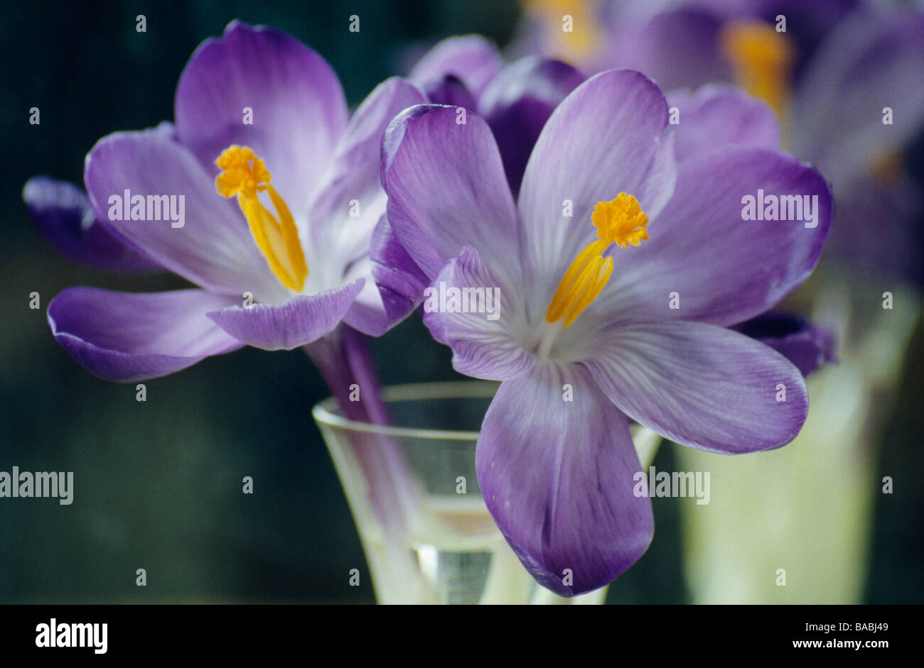 Flowers in flower vase close-up Stock Photo - Alamy