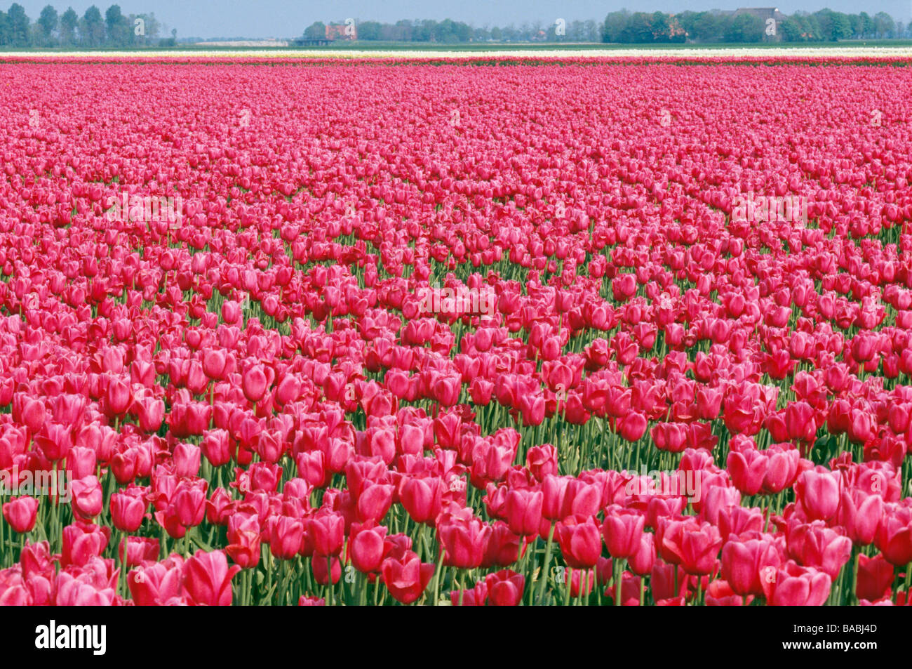 Field of red roses Stock Photo - Alamy