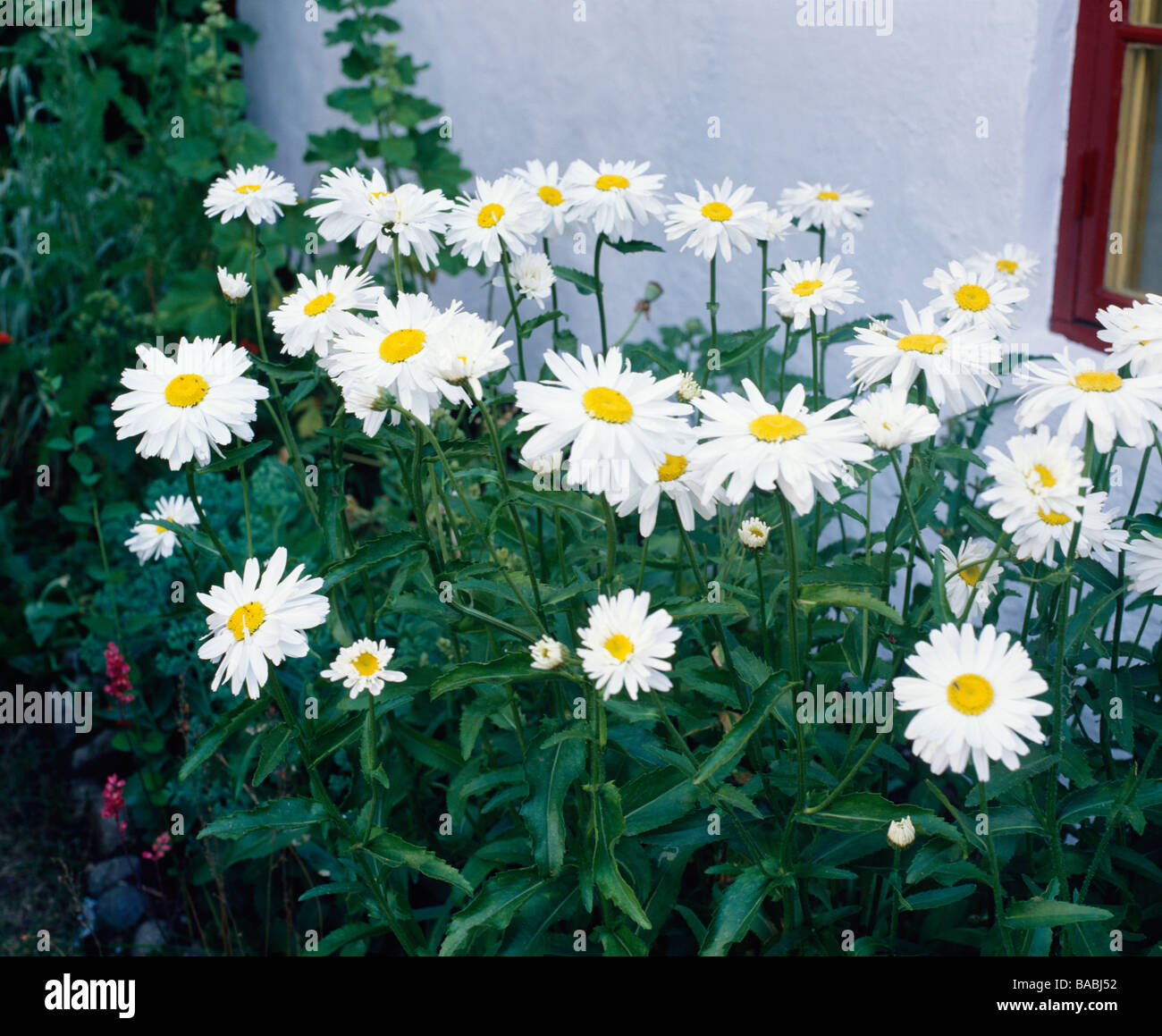 Softer white hi-res stock photography and images - Alamy