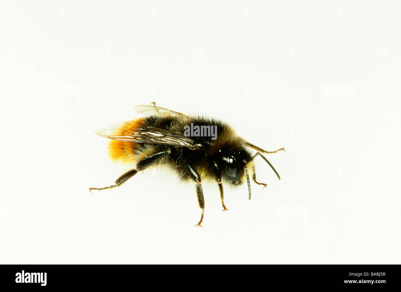 Smallest bumblebee hi-res stock photography and images - Alamy