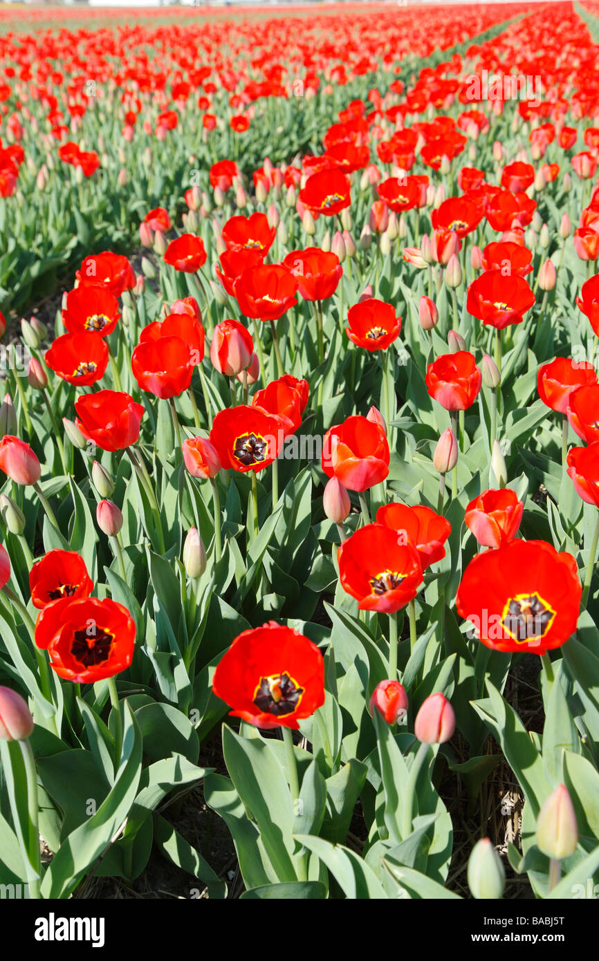 Fields of tulips, Town of Lisse area, Netherlands Stock Photo - Alamy