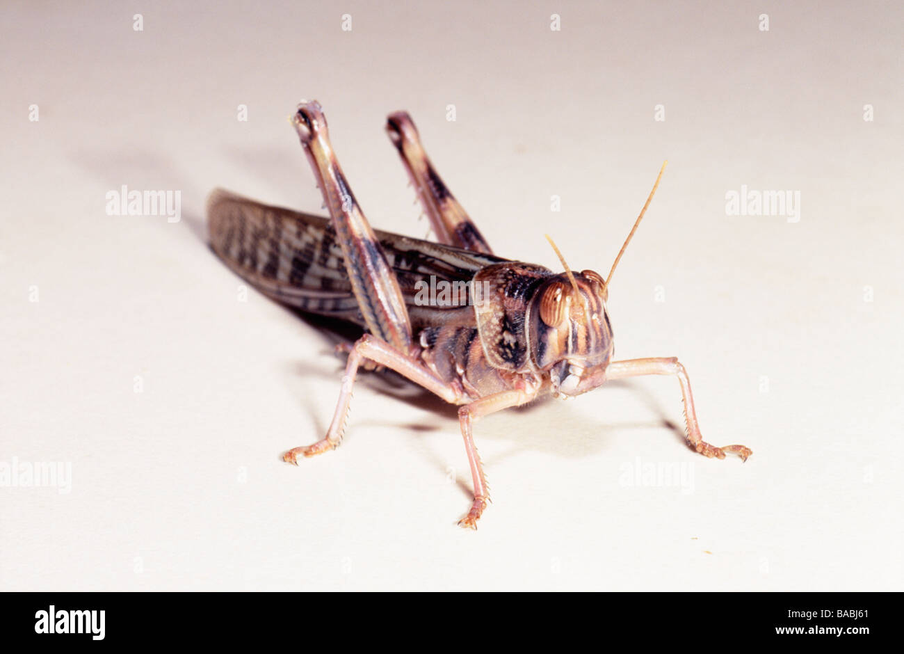 Grasshopper side view Stock Photo - Alamy