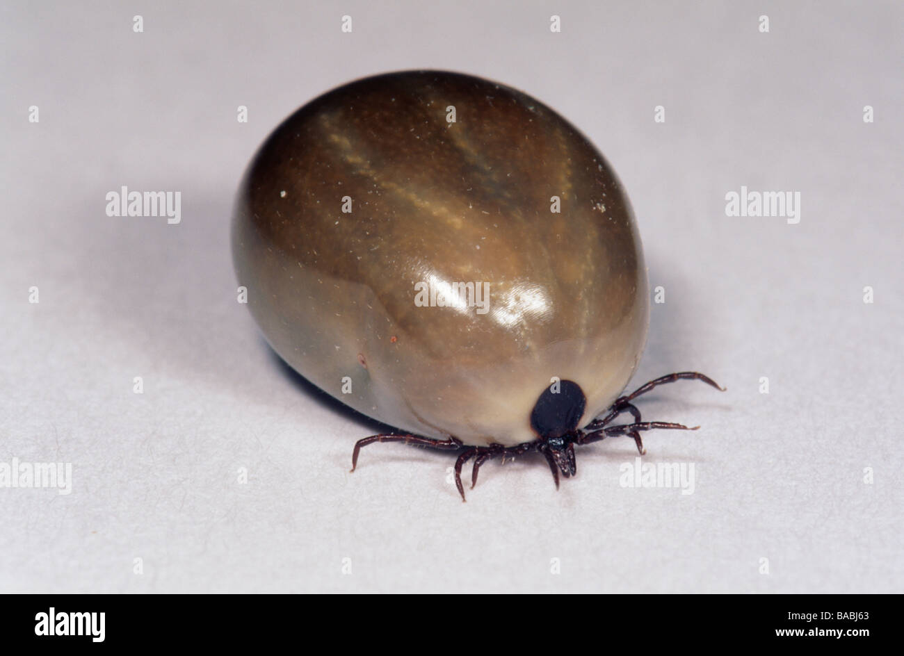 Oval insect hi-res stock photography and images - Alamy