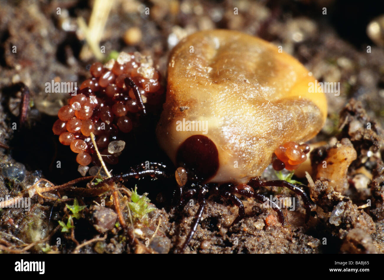 Sand bugs hi-res stock photography and images - Alamy