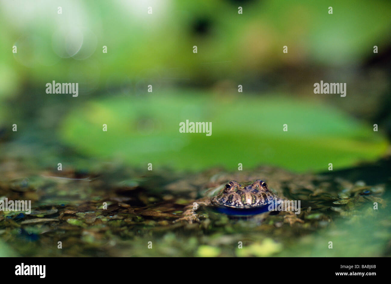Frog in water Stock Photo - Alamy