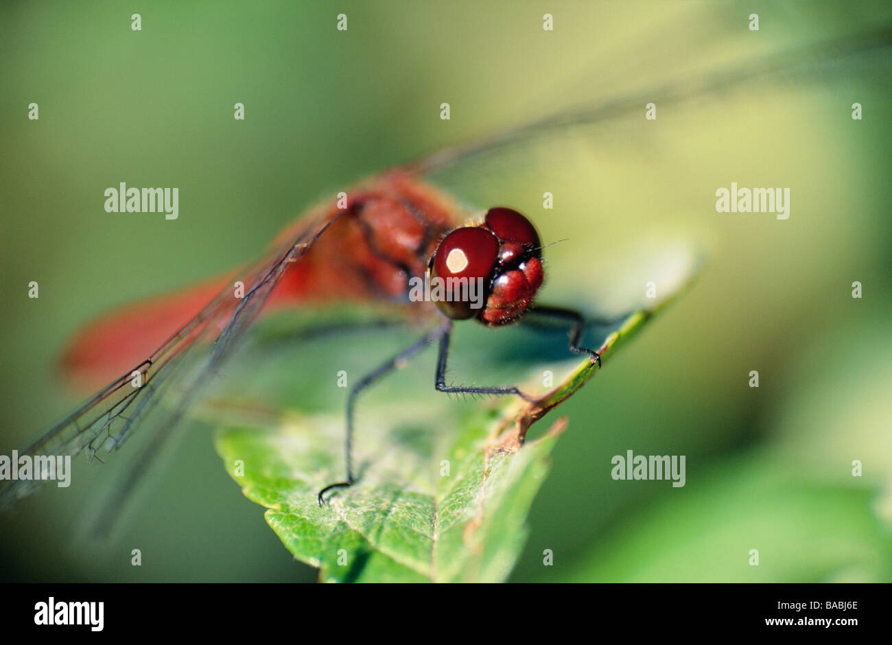 Stick leaf insects hi-res stock photography and images - Alamy